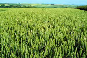 About – Ag Enterprise